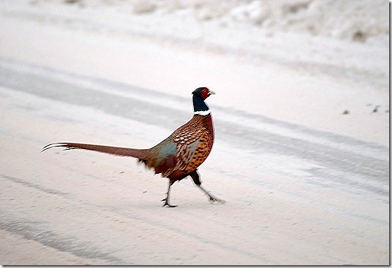 Teuvon kuvat -Teuvo images: Fasaani Phasianus colchicus. Thank you very ...